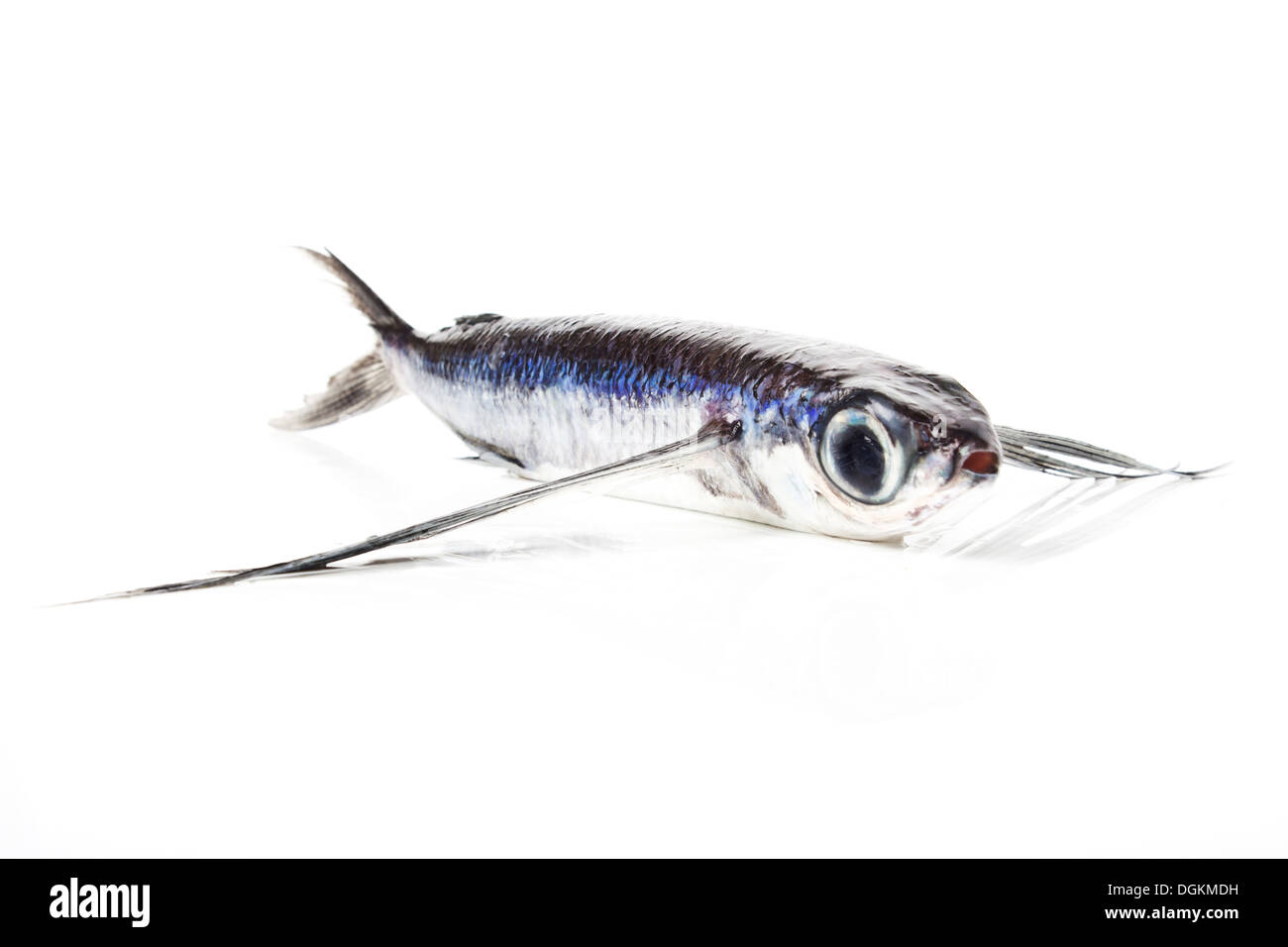 Tobiuo hi-res stock photography and images - Alamy
