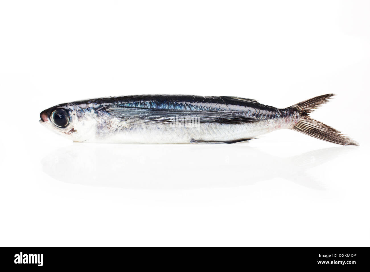 Flying fish Cut Out Stock Images & Pictures - Alamy