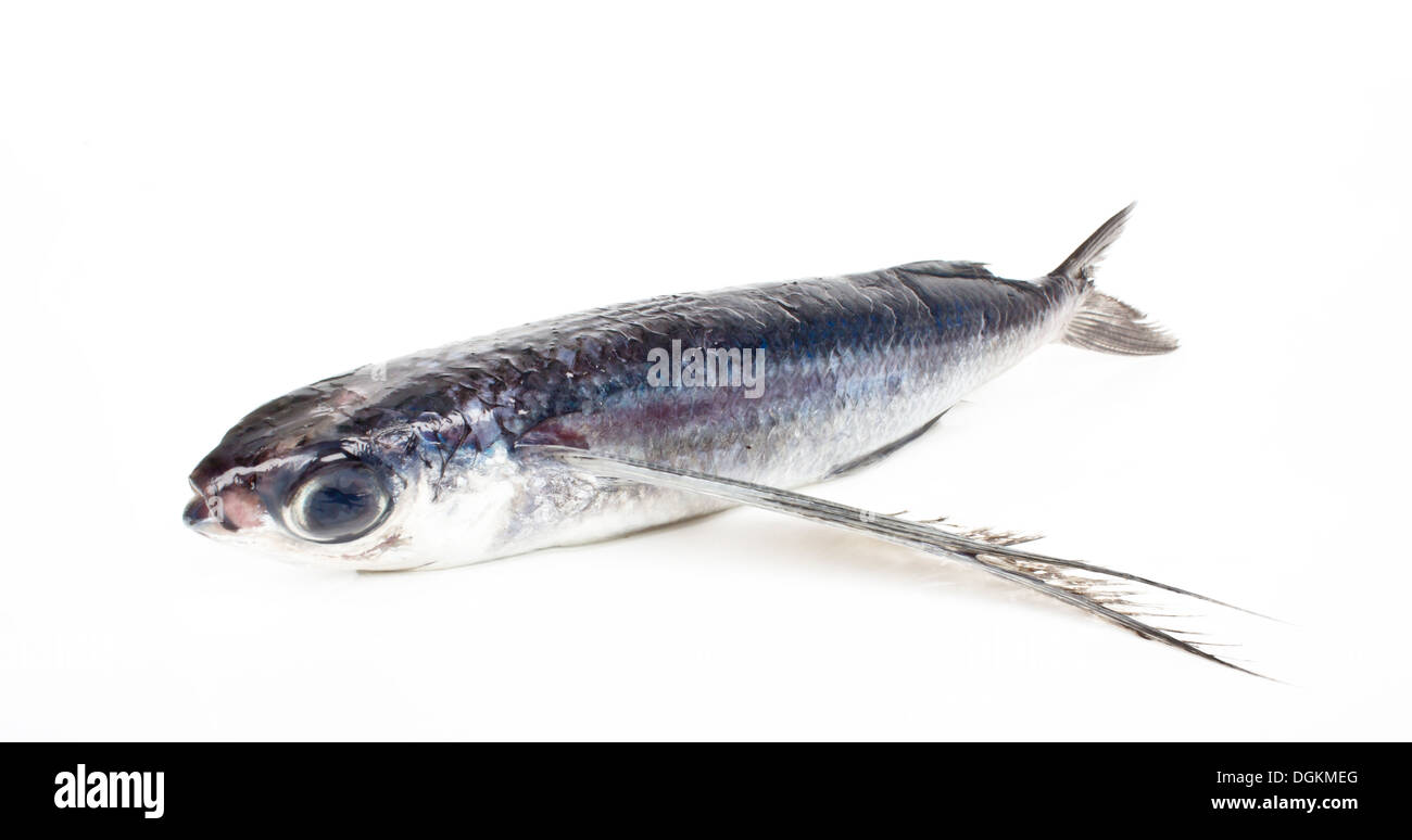 Tobiuo hi-res stock photography and images - Alamy
