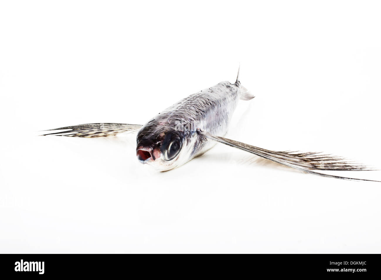 Tobiuo hi-res stock photography and images - Alamy