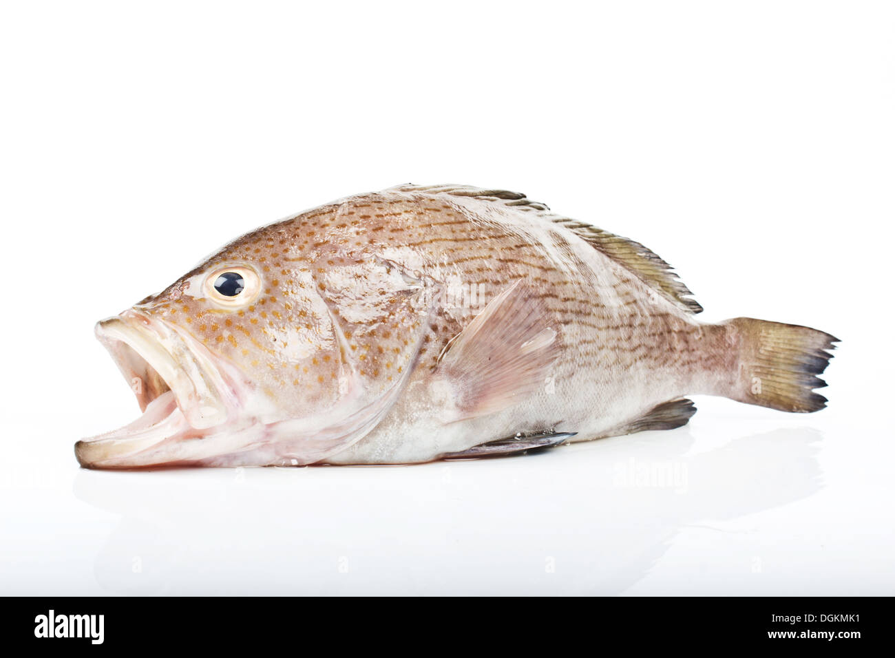 grouper is a species of fish in the Serranidae family Stock Photo - Alamy