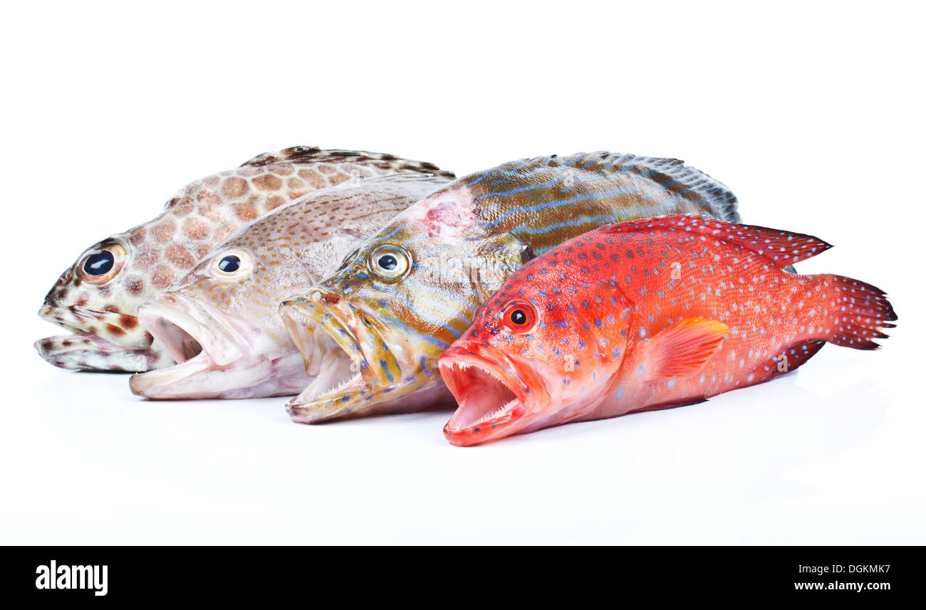 grouper is a species of fish in the Serranidae family Stock Photo - Alamy