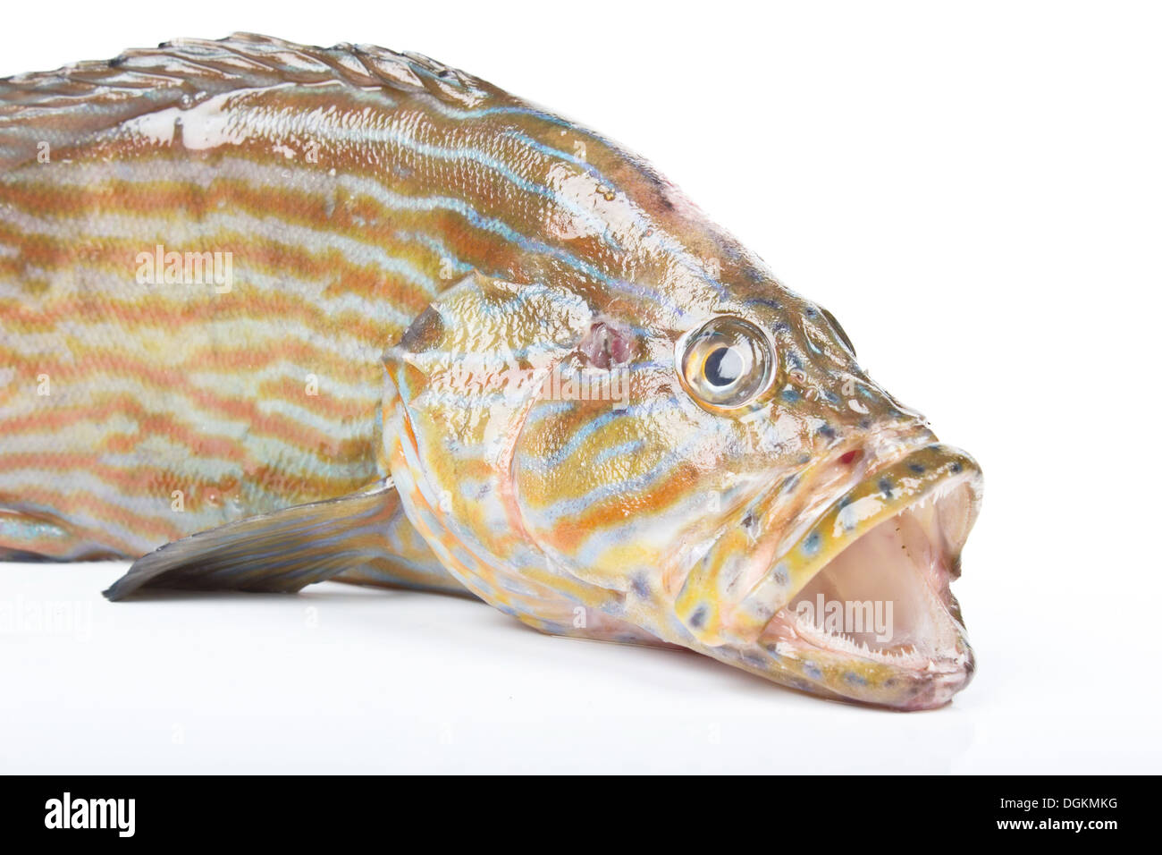 Grouper family hi-res stock photography and images - Alamy