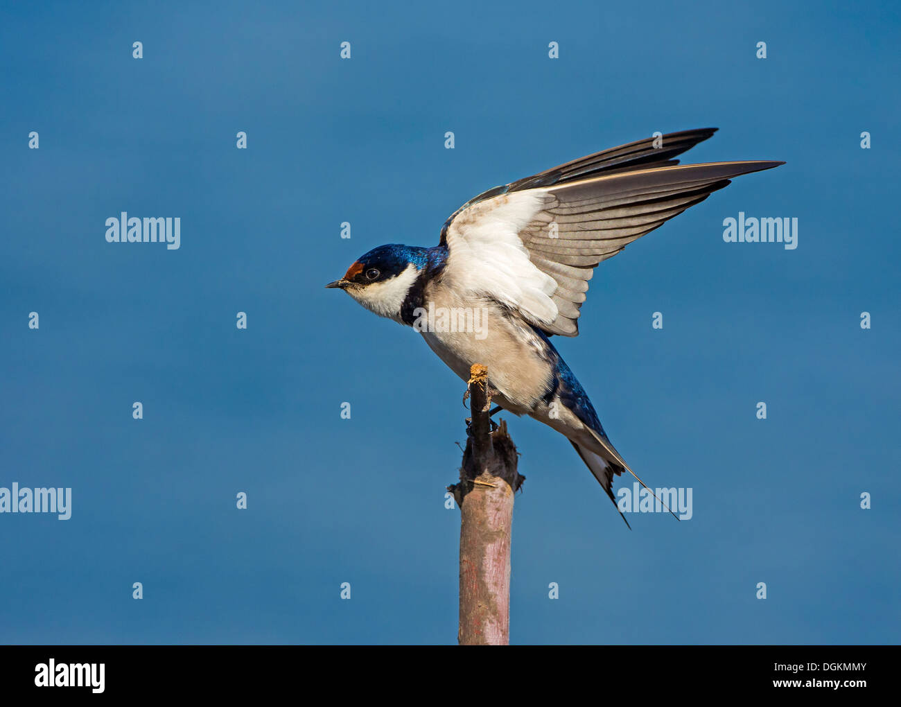 Stretching wings hi-res stock photography and images - Alamy
