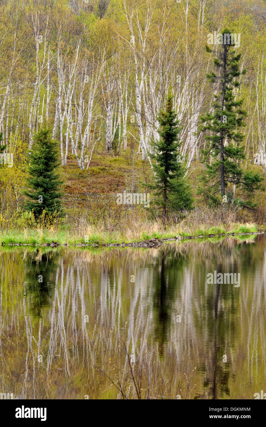 Spring foliage reflected in a beaver pond Greater Sudbury Ontario ...