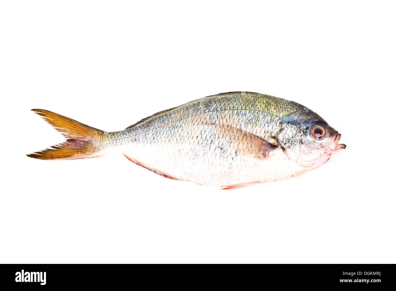 Andaman fish hi-res stock photography and images - Alamy