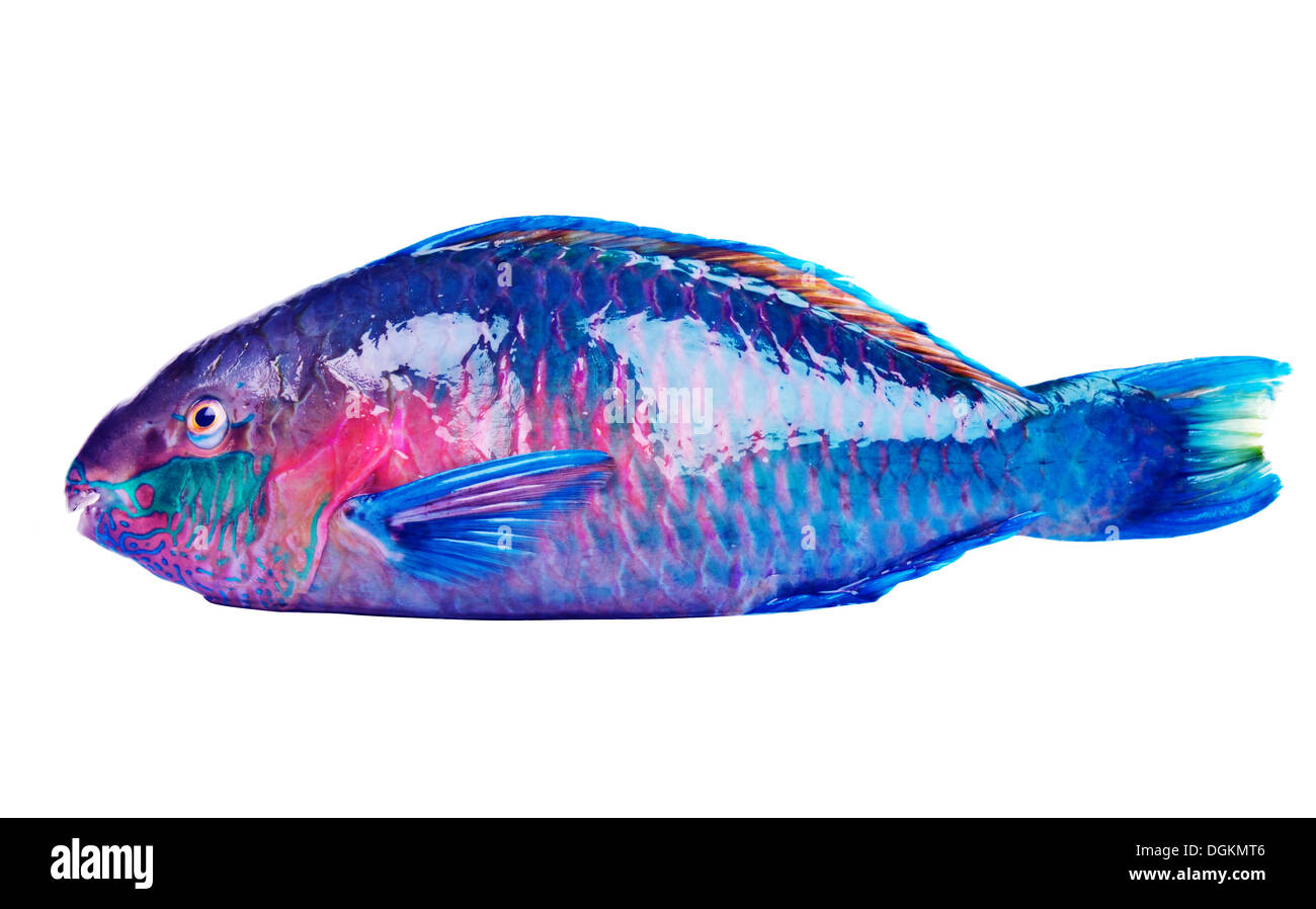 Live marine fish Cut Out Stock Images & Pictures - Alamy