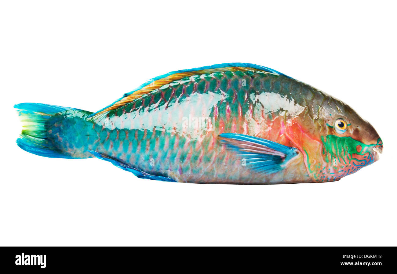 Close up many fish Cut Out Stock Images & Pictures - Alamy