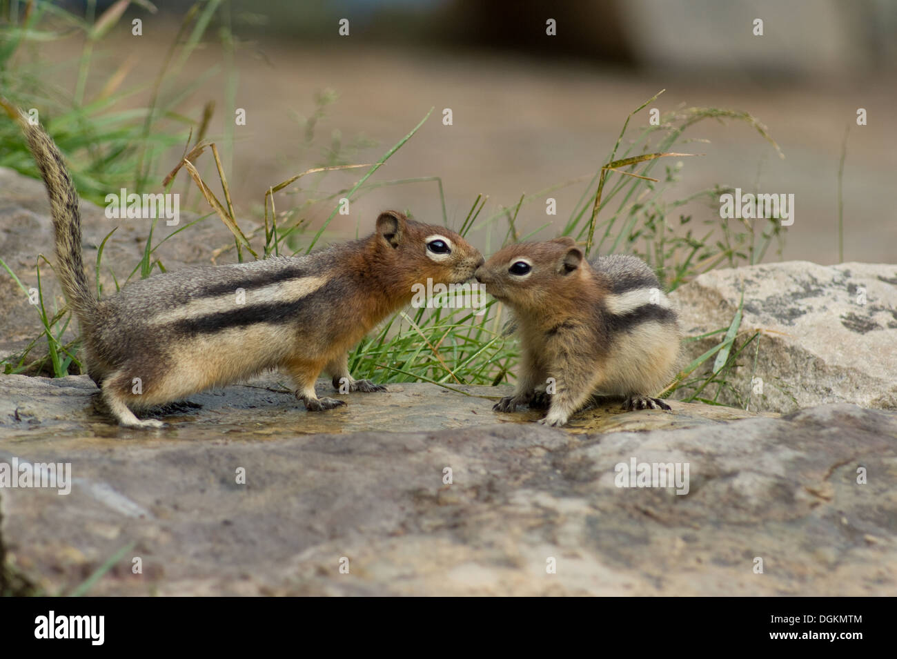 Friendly and inquisitive mammals hi-res stock photography and images - Alamy