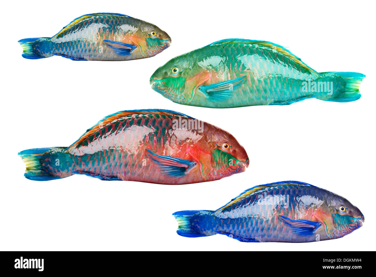 Close up many fish Cut Out Stock Images & Pictures - Alamy