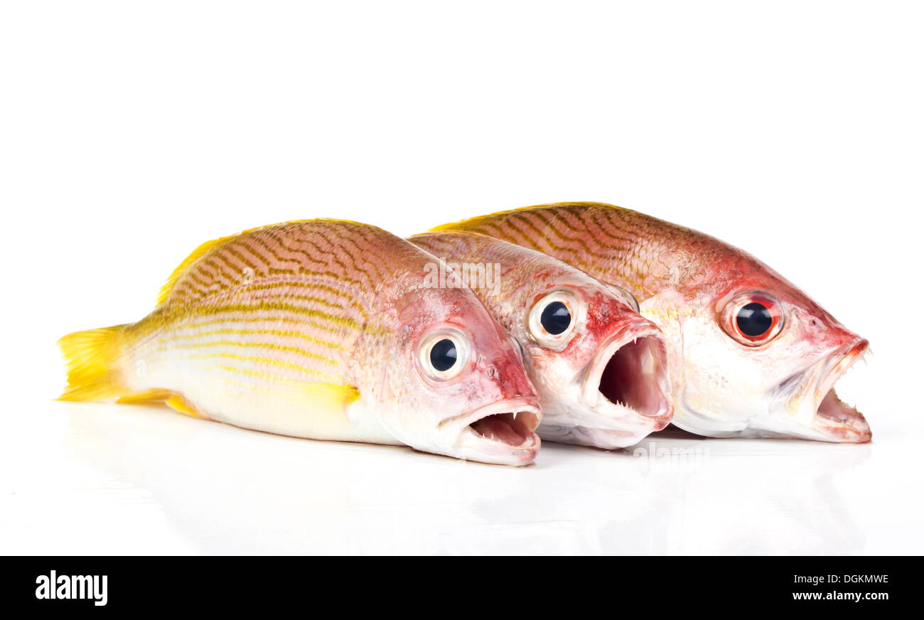 Bass fish underwater Cut Out Stock Images & Pictures - Alamy