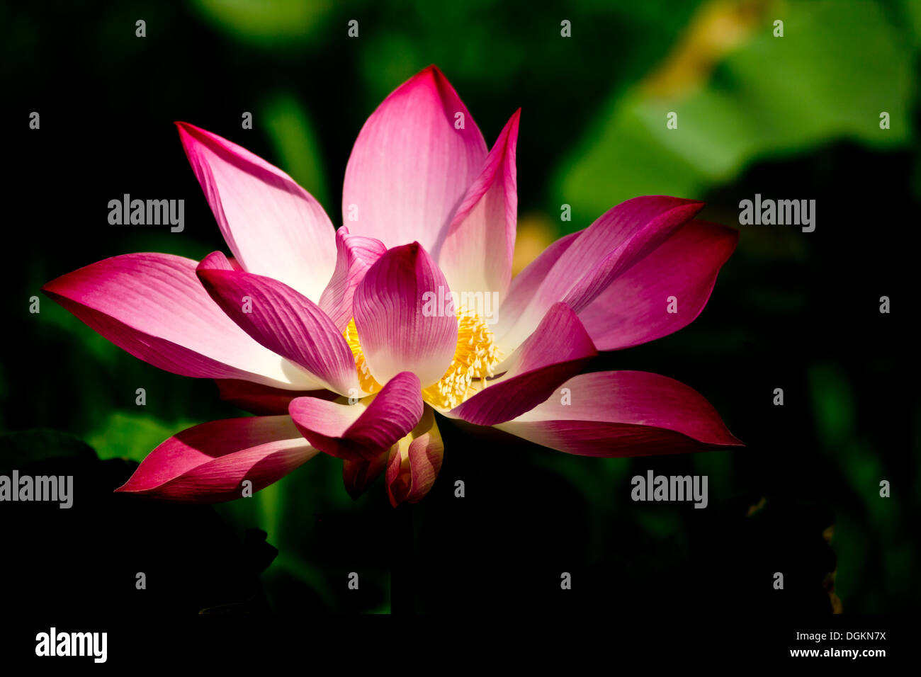 Ping Lotus,Lotus Blossom Stock Photo - Alamy