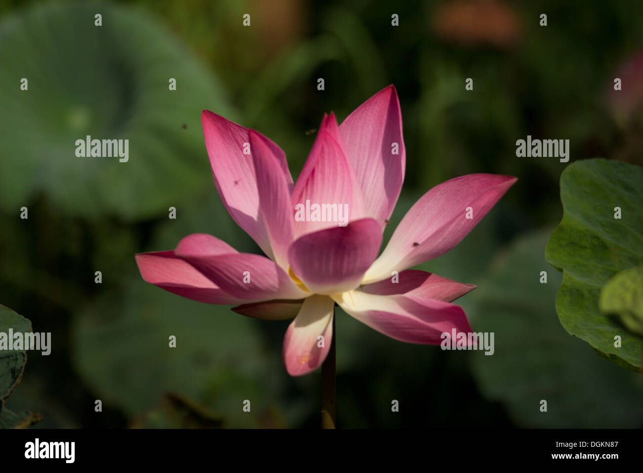 Ping blossom hi-res stock photography and images - Alamy