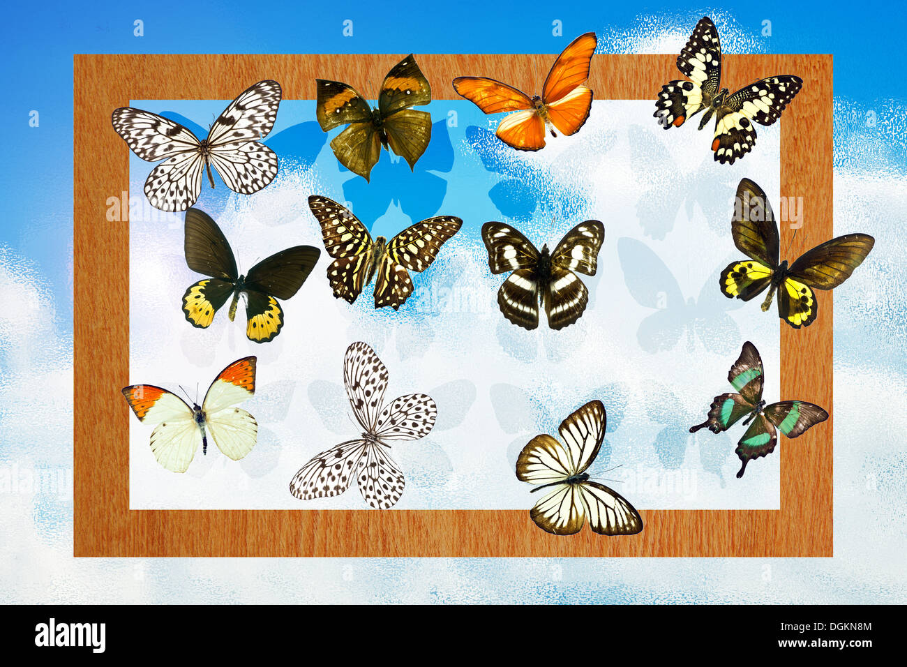 Butterflies in the frame Stock Photo - Alamy