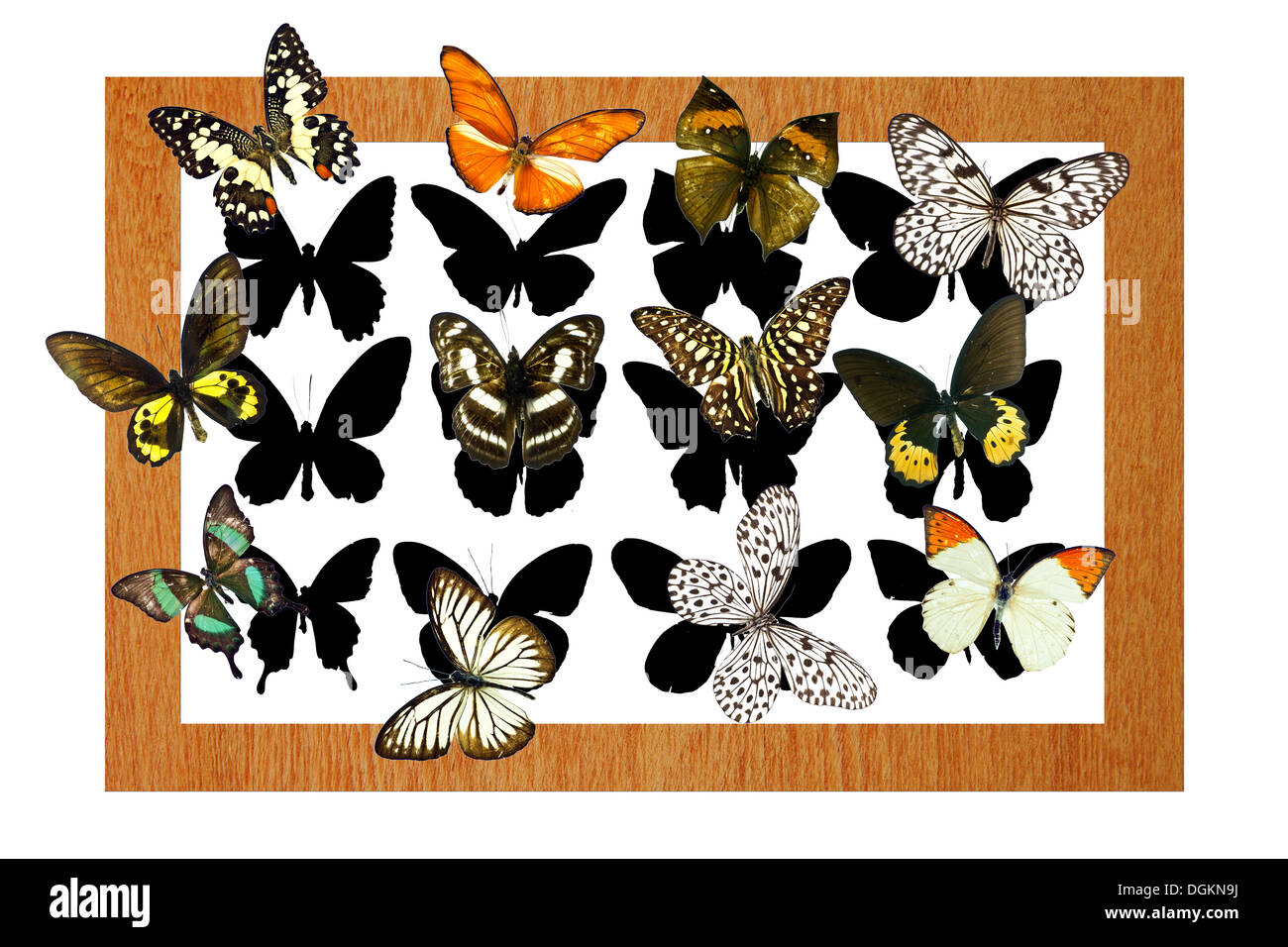 Beautiful butterfly in frame Cut Out Stock Images & Pictures - Alamy