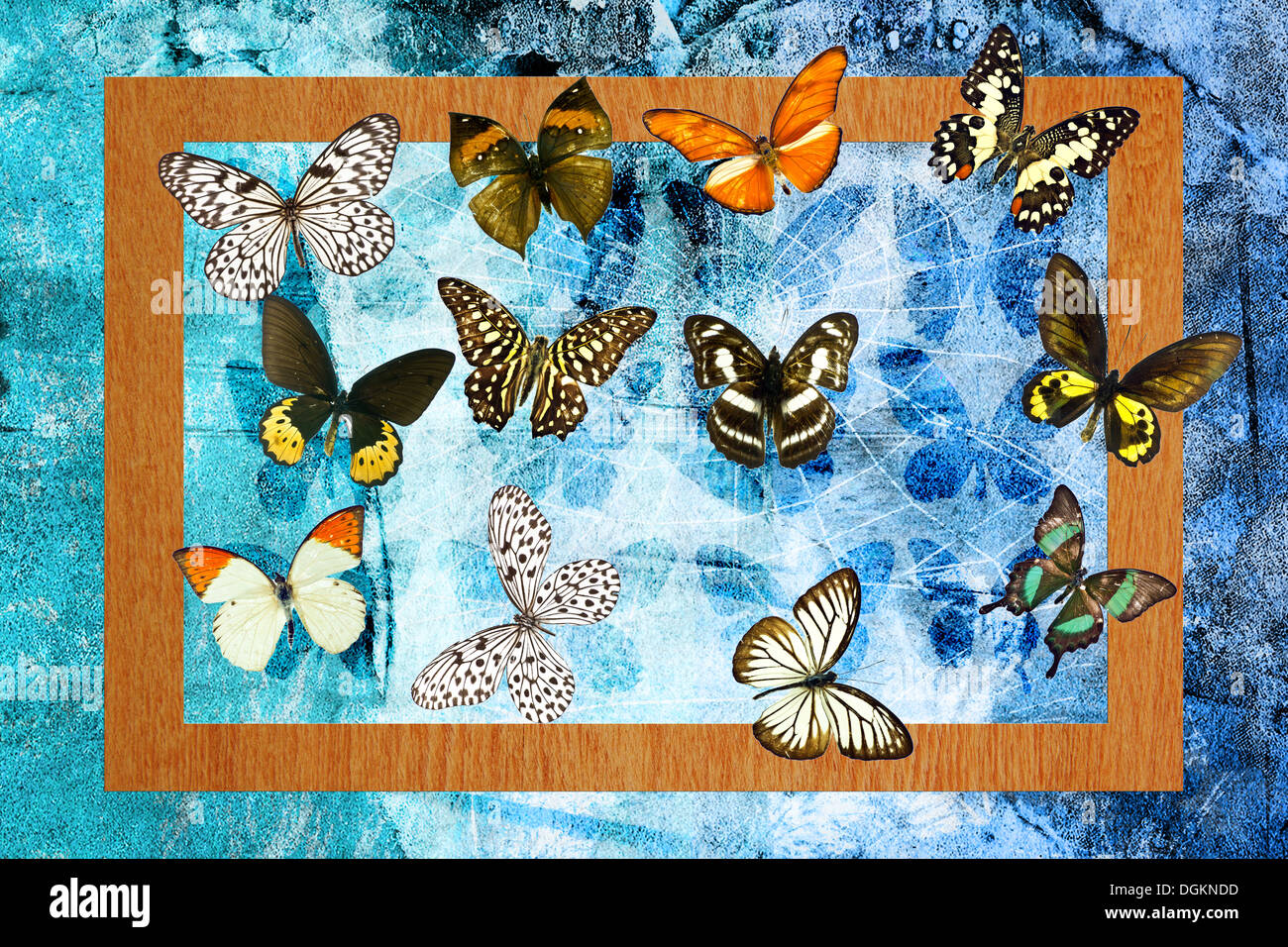 Butterflies in the frame Stock Photo - Alamy