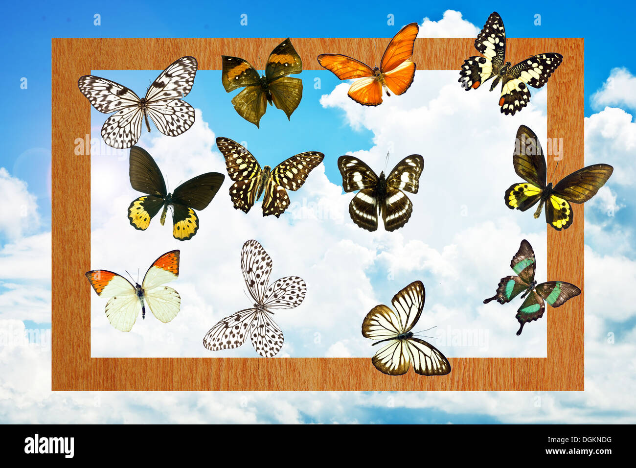 Frame butterflies hi-res stock photography and images - Alamy