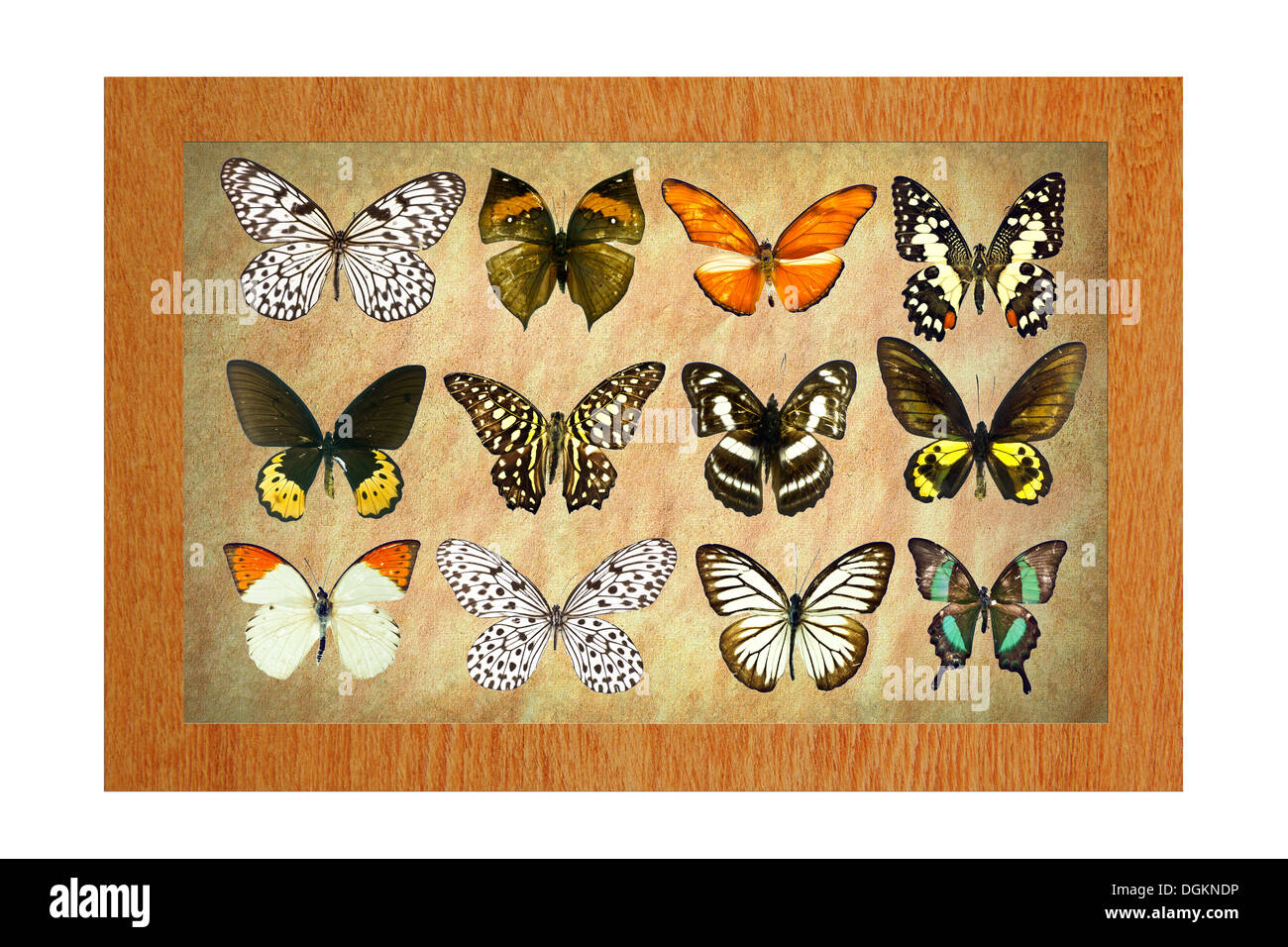 Beautiful butterfly in frame Cut Out Stock Images & Pictures - Alamy