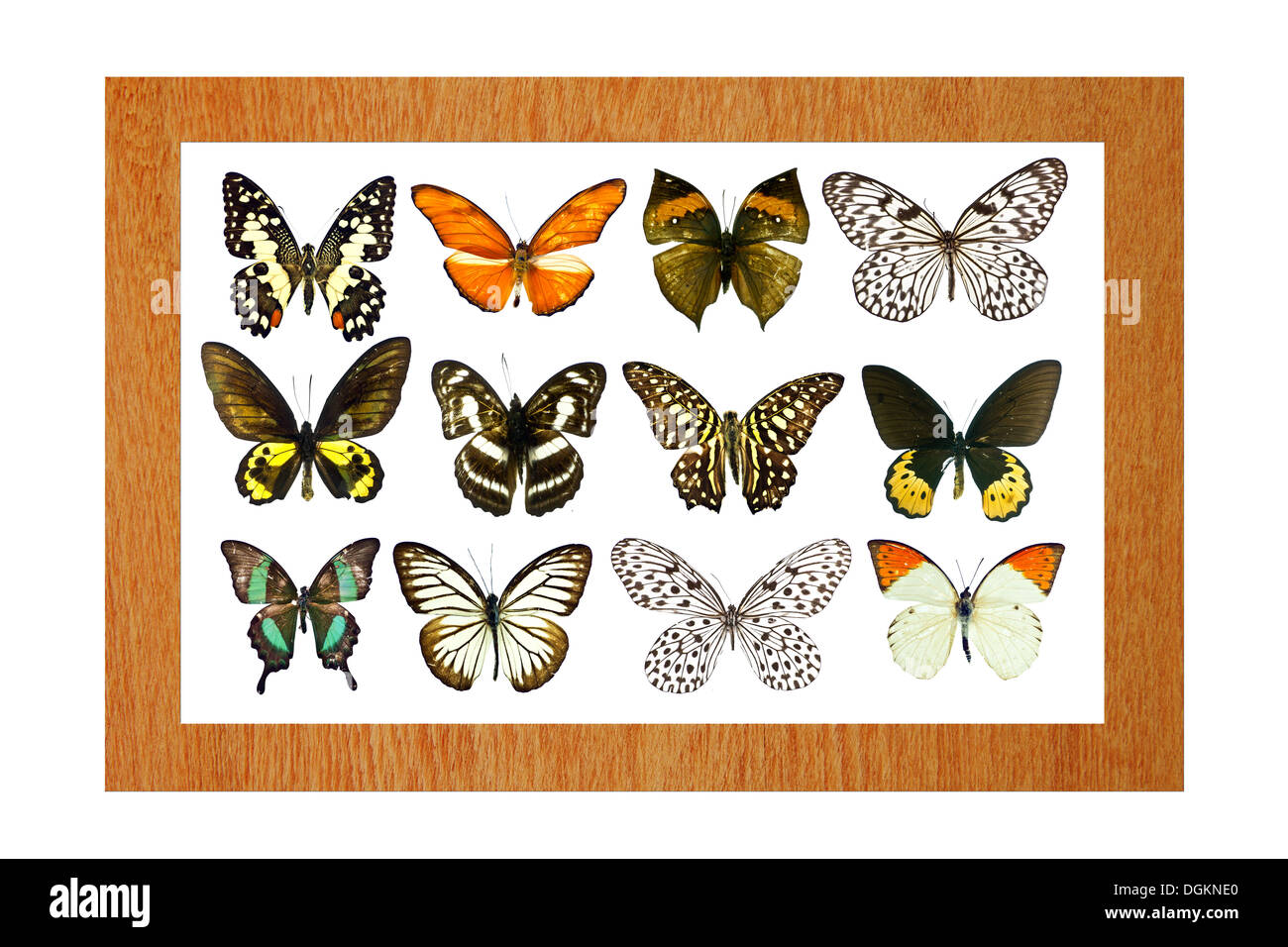 Beautiful butterfly in frame Cut Out Stock Images & Pictures - Alamy