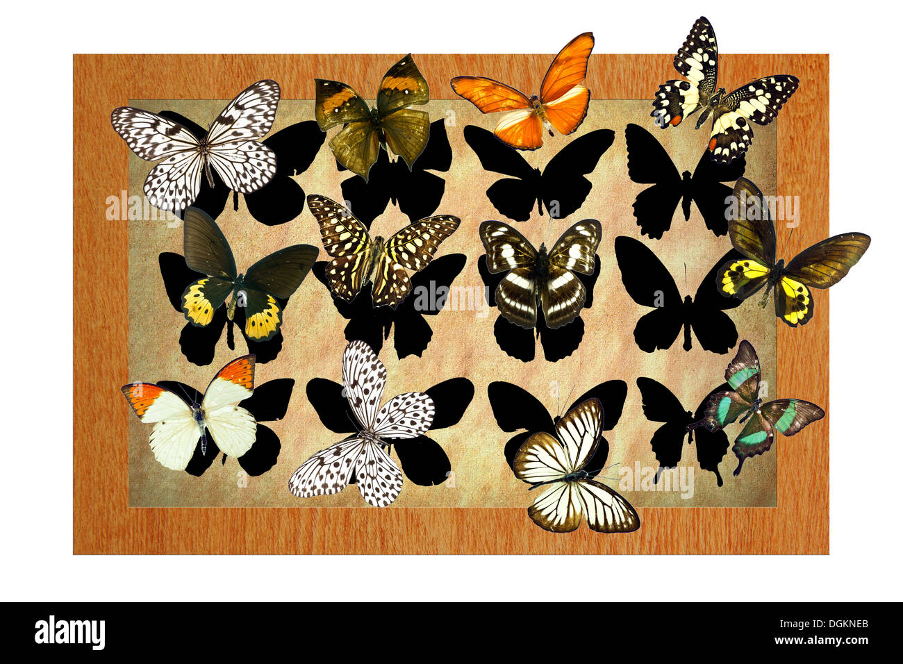 Butterflies in the frame Stock Photo - Alamy