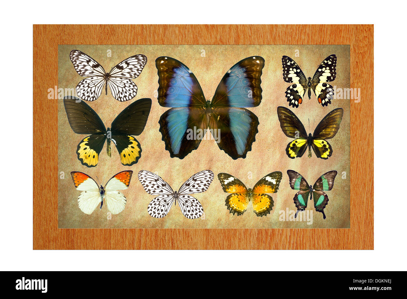Beautiful butterfly in frame Cut Out Stock Images & Pictures - Alamy