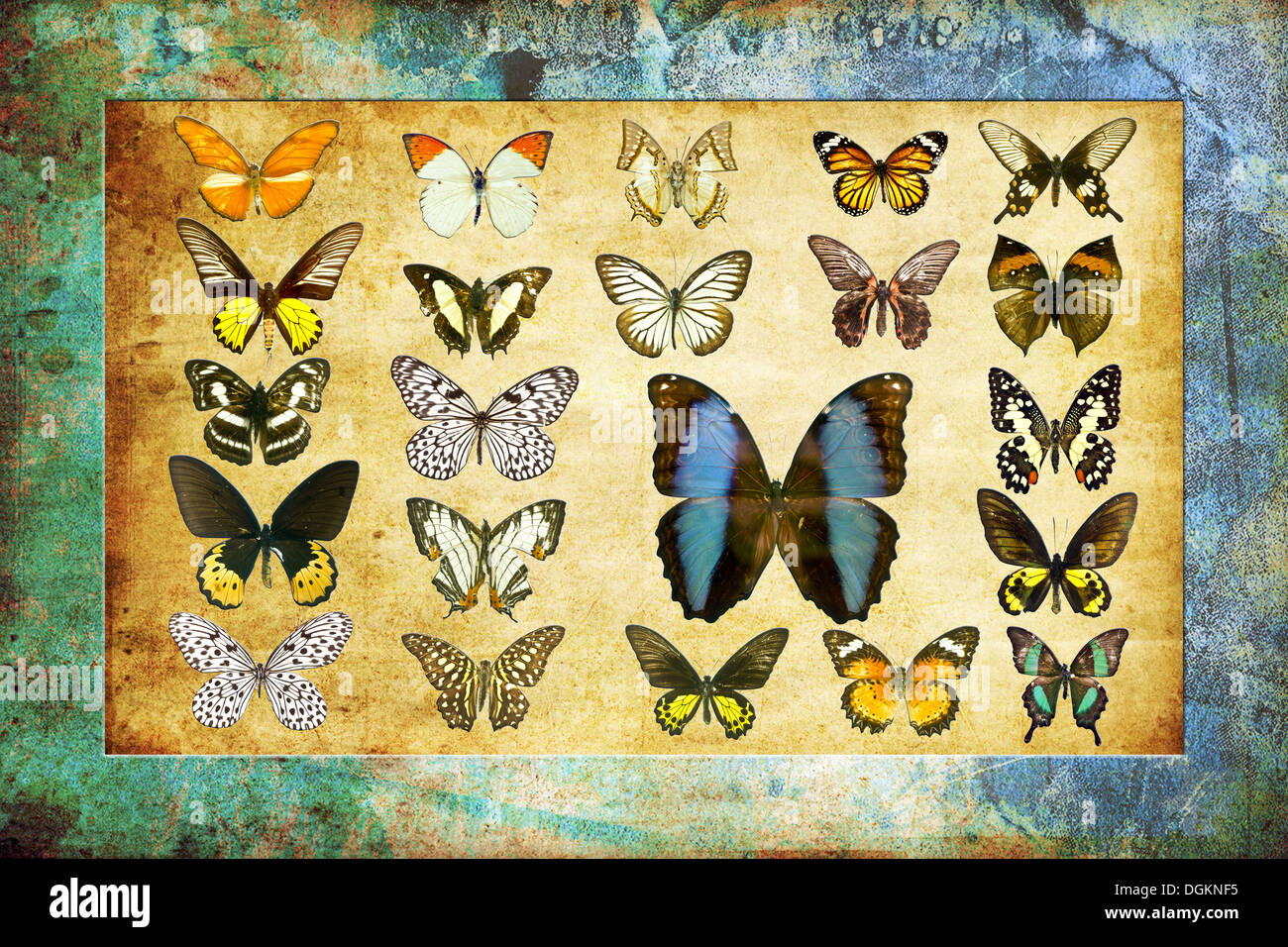 Butterflies in the frame Stock Photo - Alamy