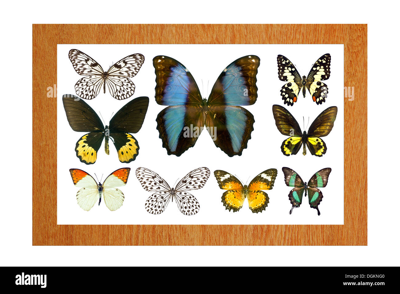 Beautiful butterfly in frame Cut Out Stock Images & Pictures - Alamy