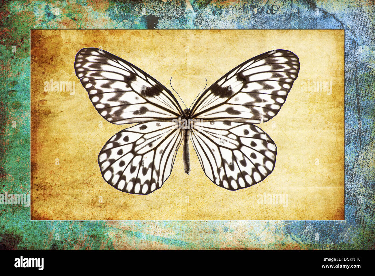 Butterflies in the frame Stock Photo - Alamy