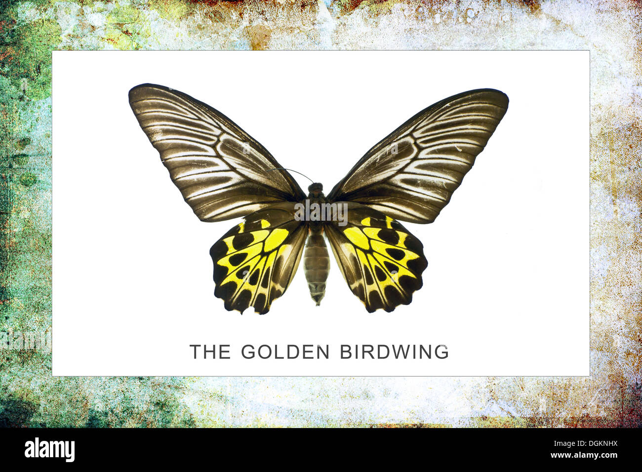 Butterflies in the frame Stock Photo - Alamy