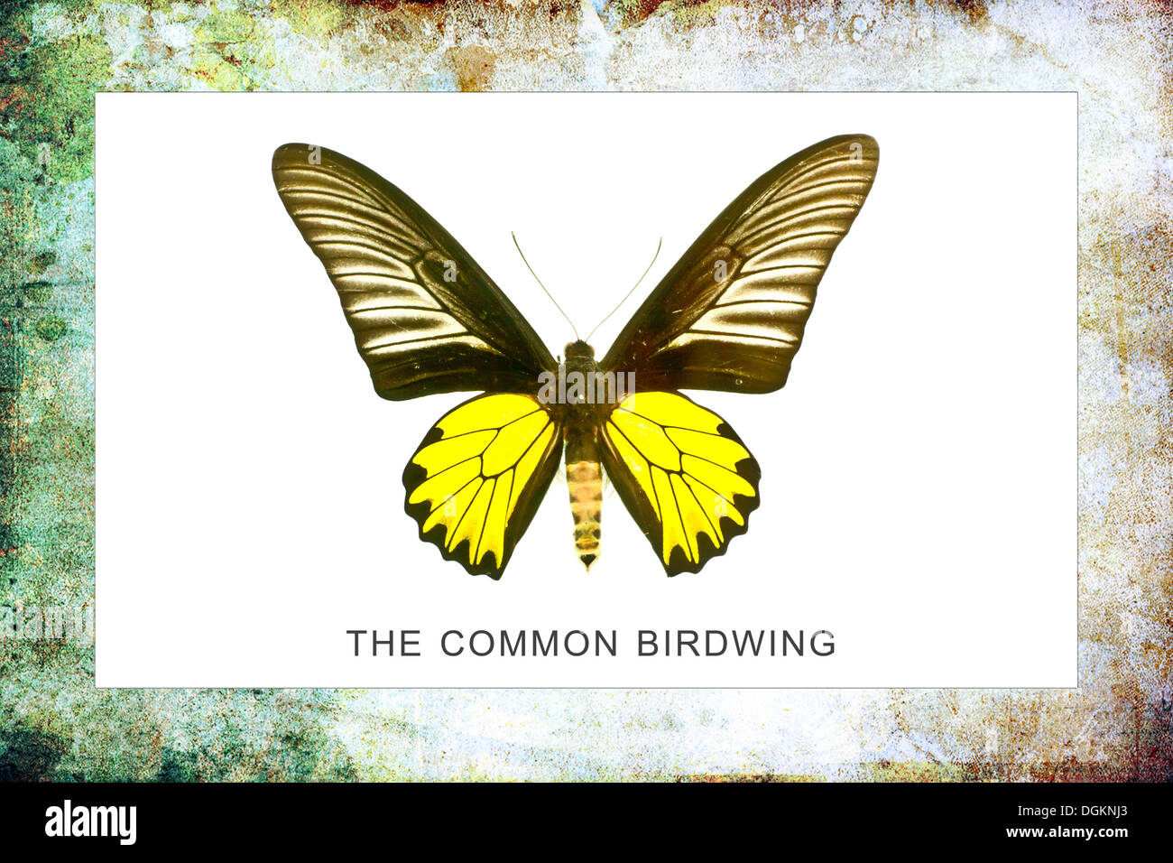 Beautiful butterfly in frame hi-res stock photography and images - Alamy