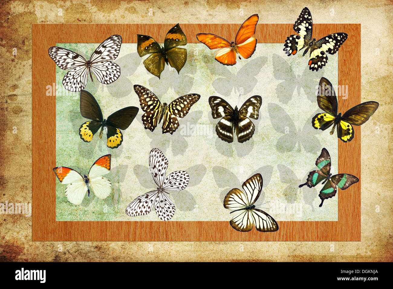 Butterflies in the frame Stock Photo - Alamy