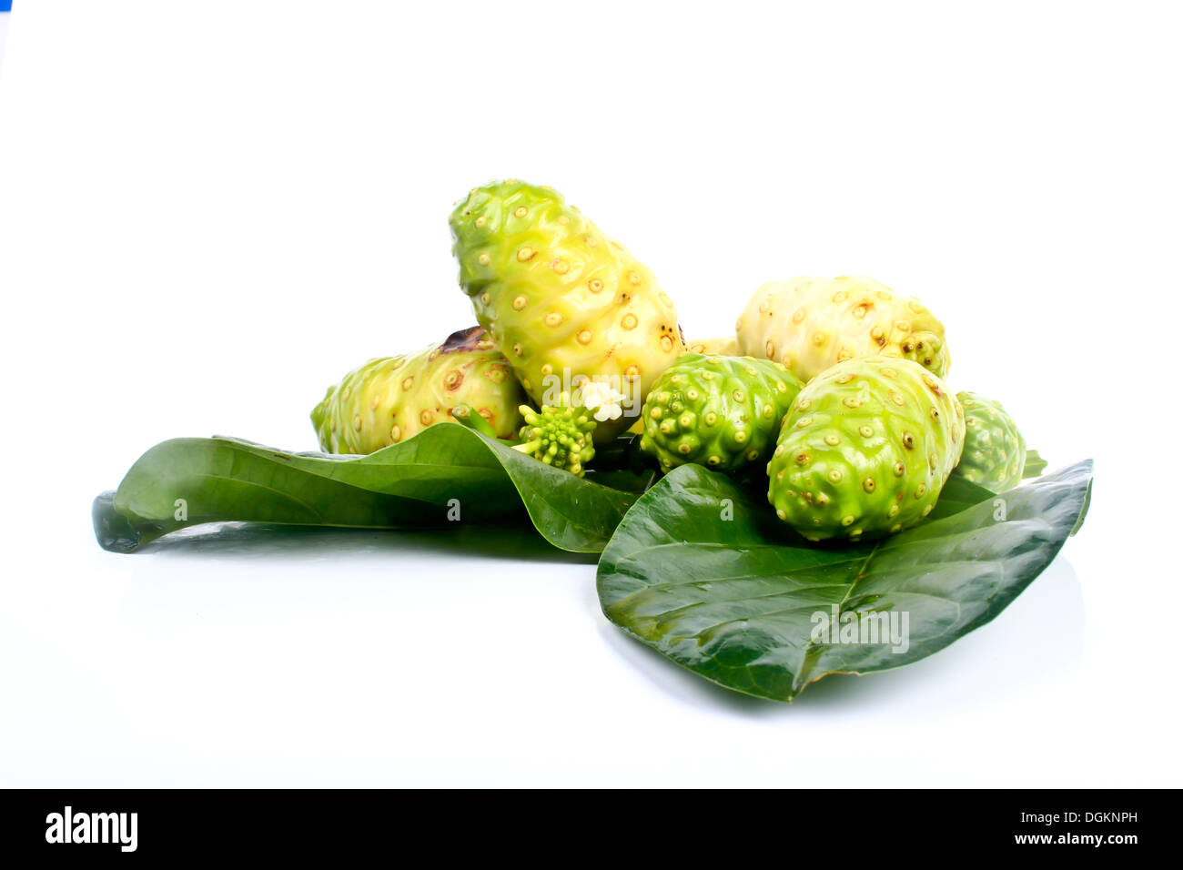 Noni fruits (Morinda Citrifolia Stock Photo - Alamy