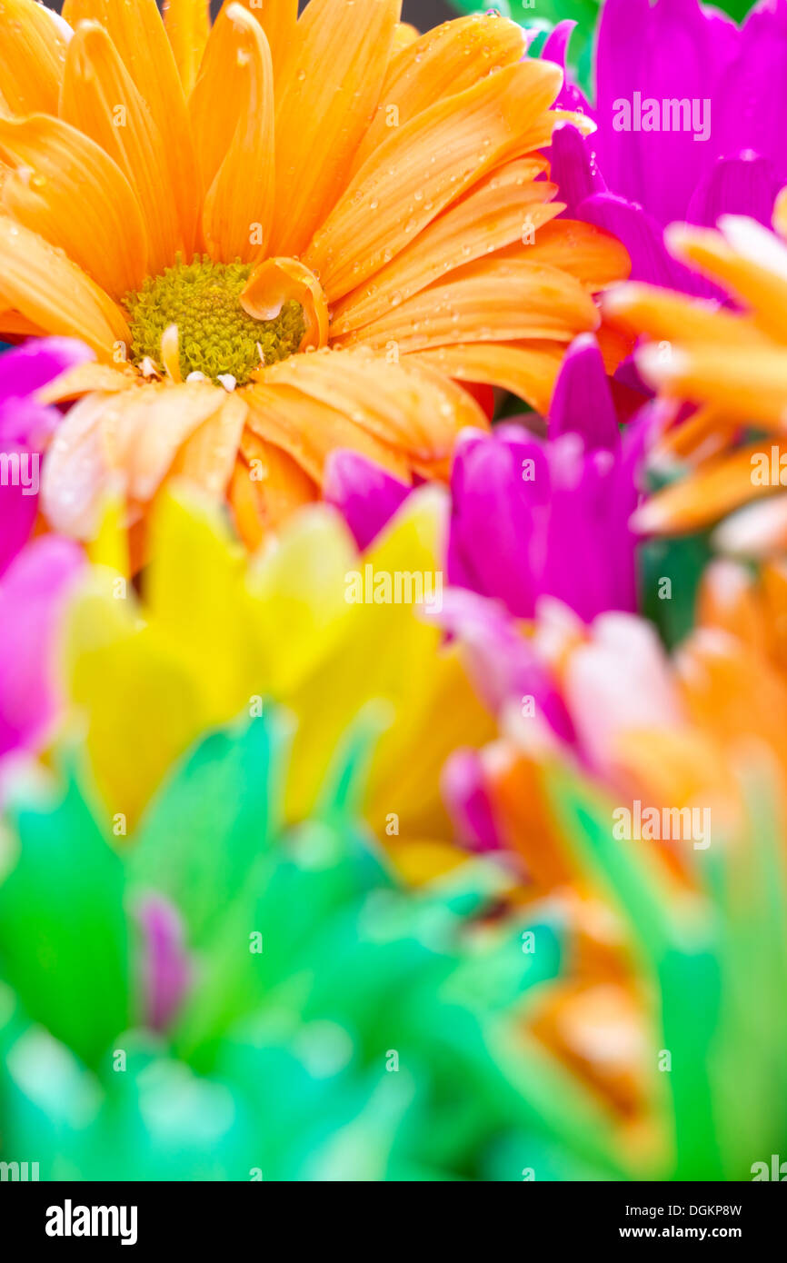 A bouquet of colorful daisies with multiple different colors Stock ...