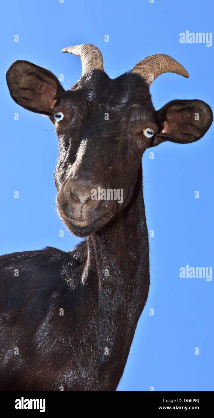 Black goat hi-res stock photography and images - Alamy