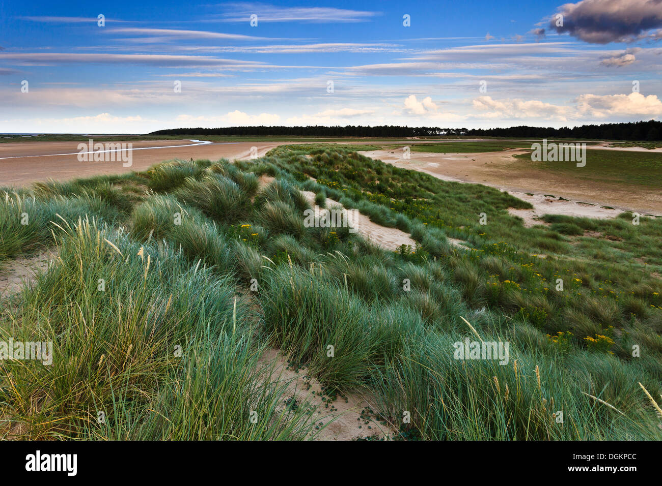 Grassy sand dunes at Holkham bay Stock Photo - Alamy