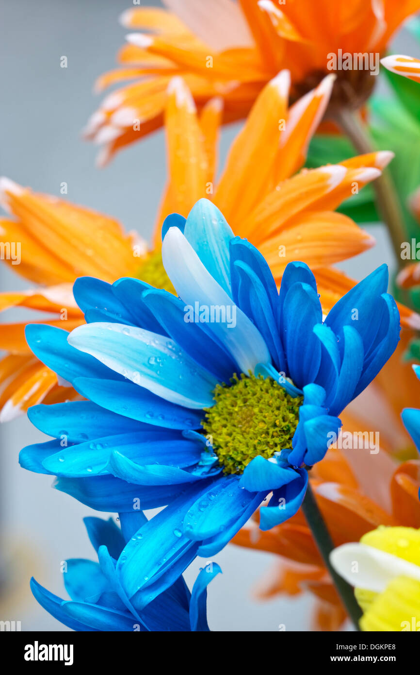 A bouquet of colorful daisies with multiple different colors Stock ...