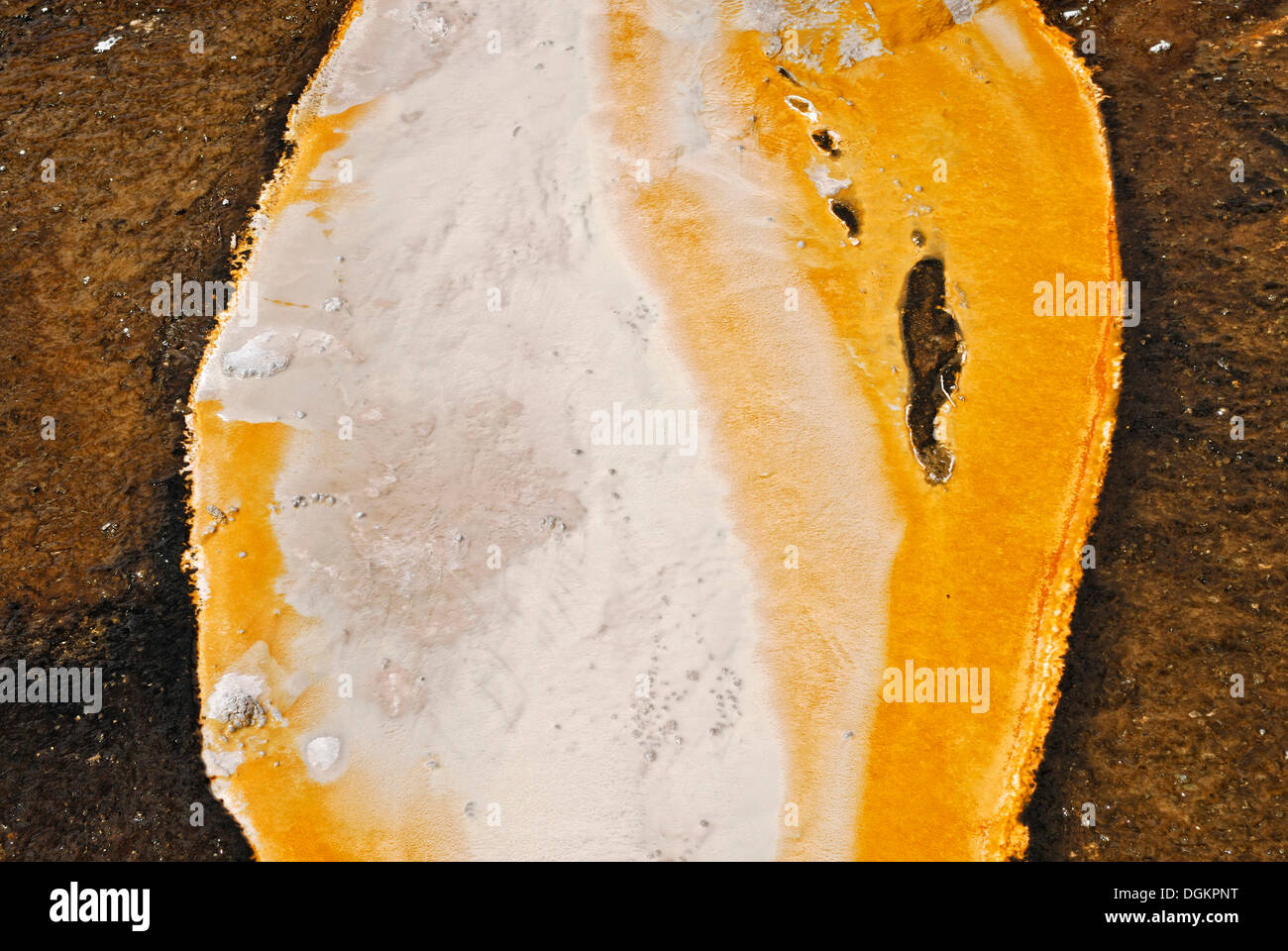 Sinter deposits with yellow hot water algae, Rainbow and Cascade ...