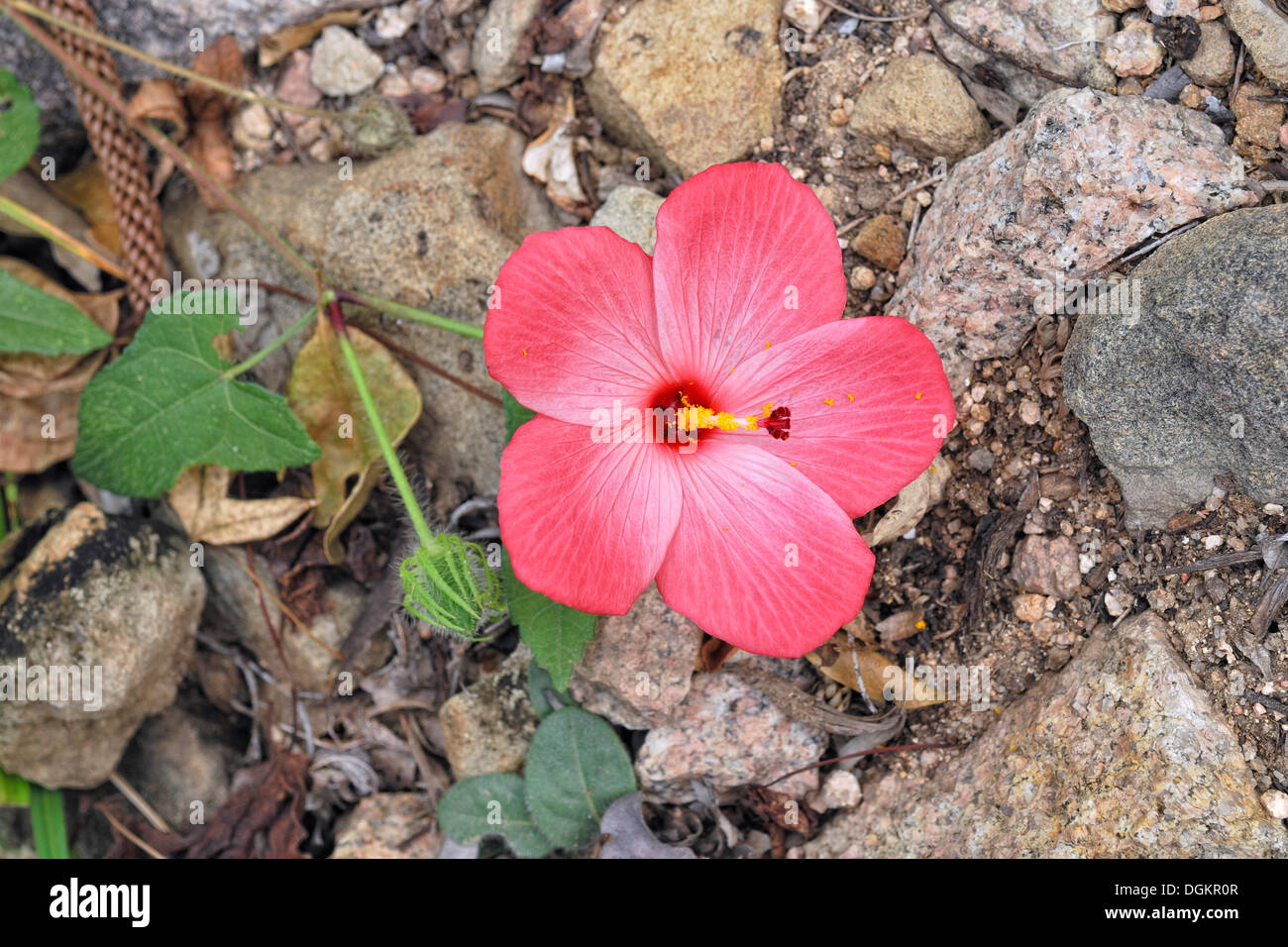 Native rosella plant hi-res stock photography and images - Alamy