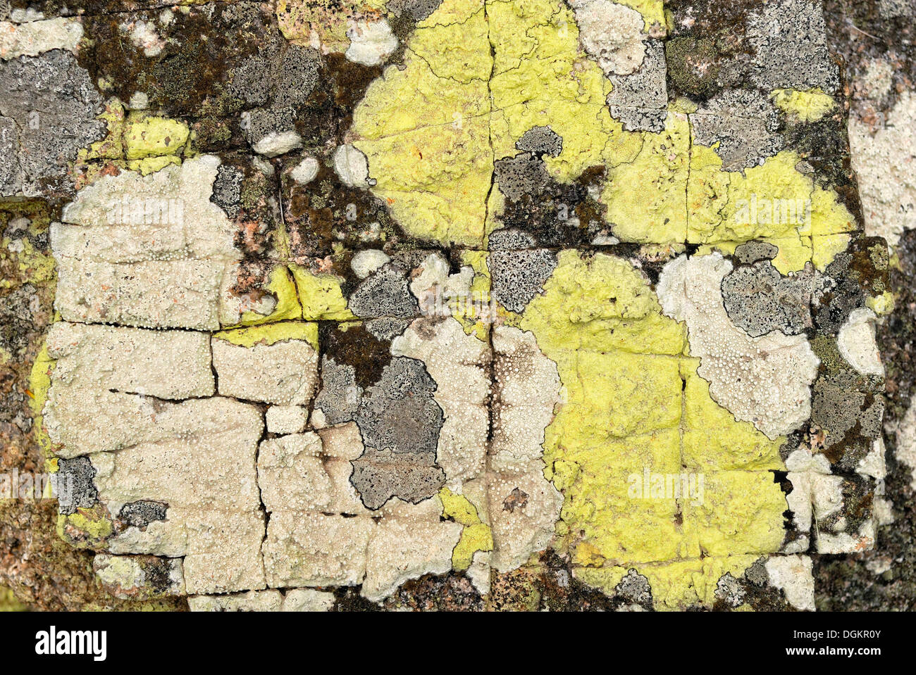 Lichen on rock rocks hi-res stock photography and images - Alamy