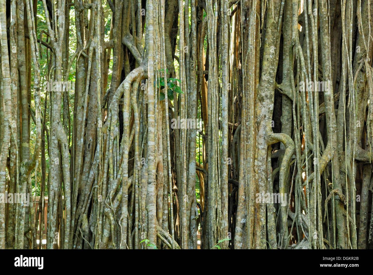 Aerial roots fig hi-res stock photography and images - Alamy