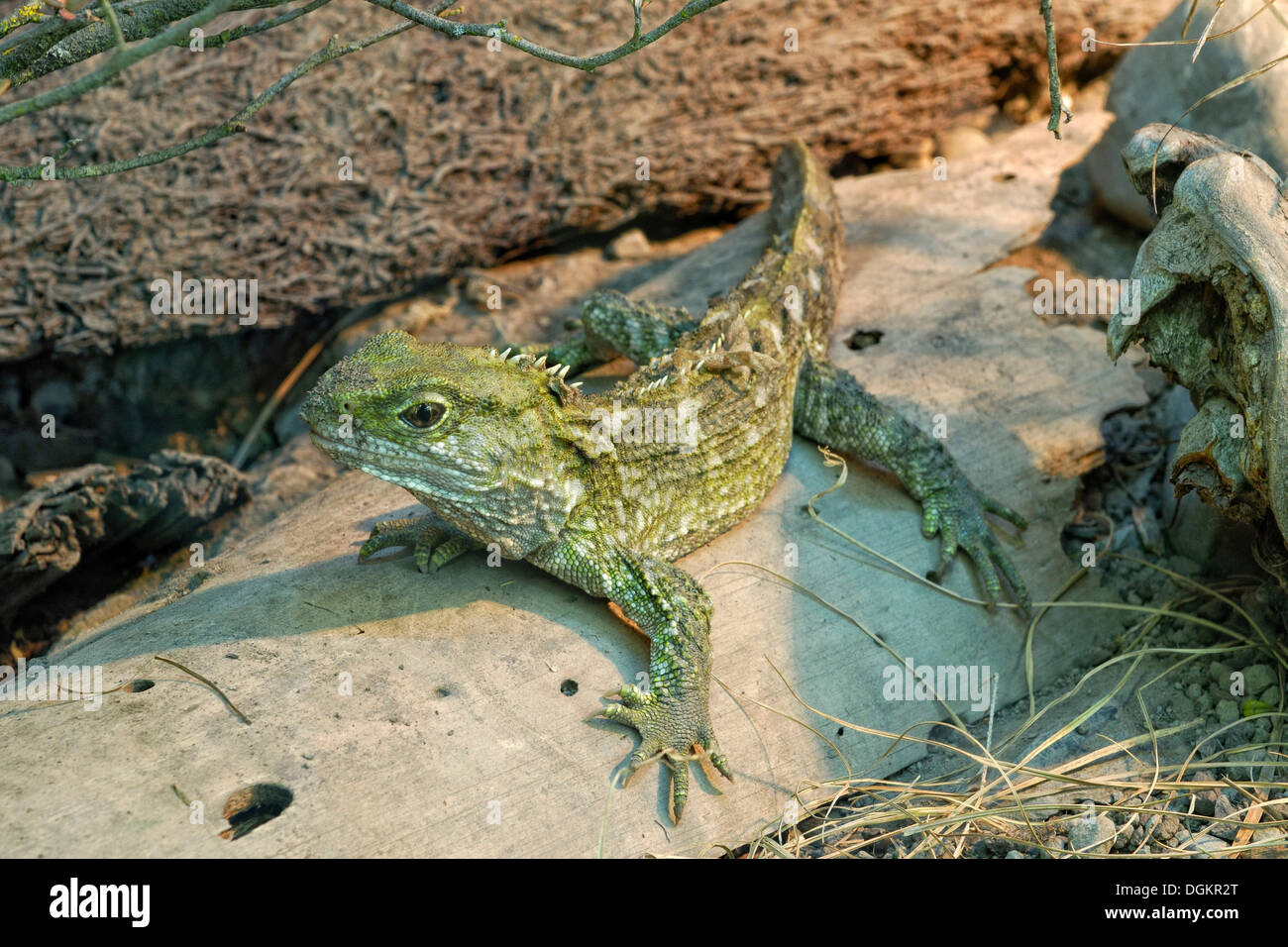 Tuatara (Sphenodon punctatus), endemic, critically endangered species ...