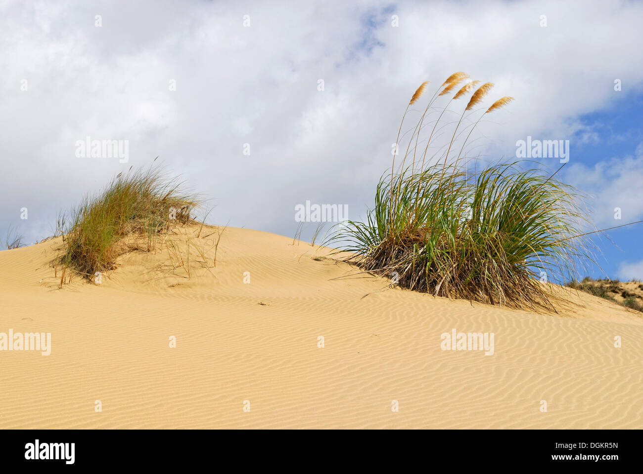 Toetoe grass, pampas grass (Cortaderia sp.), sand dunes on Hokianga ...