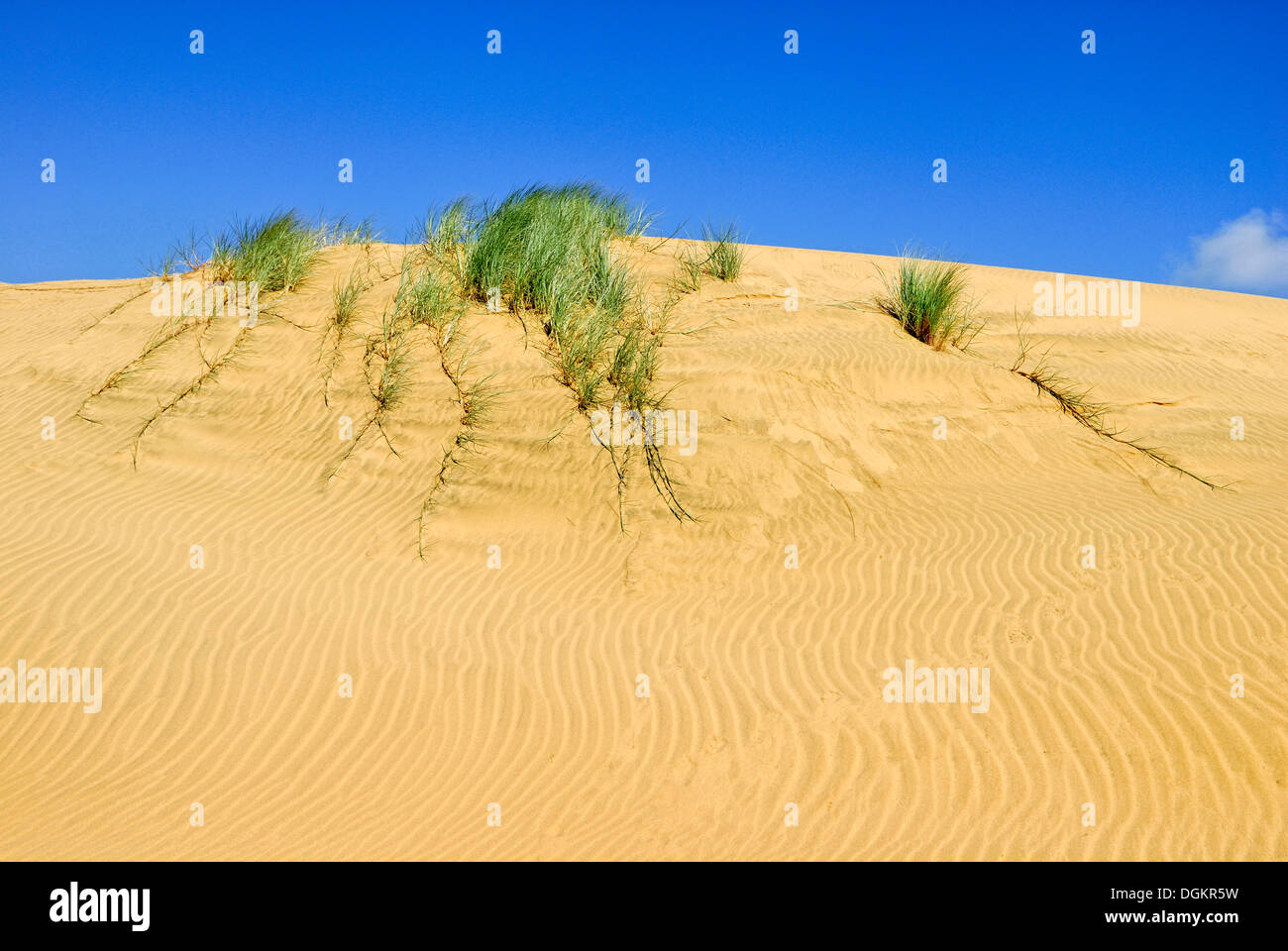 European marram grass, European beachgrass (Ammophila arenaria), sand ...