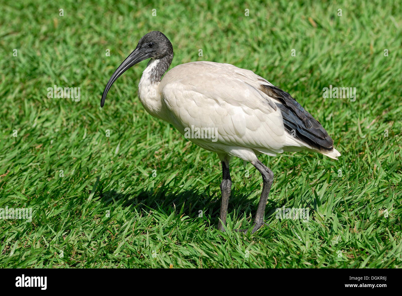 Australian White Ibis (Threskiornis molucca), Brisbane, Queensland ...