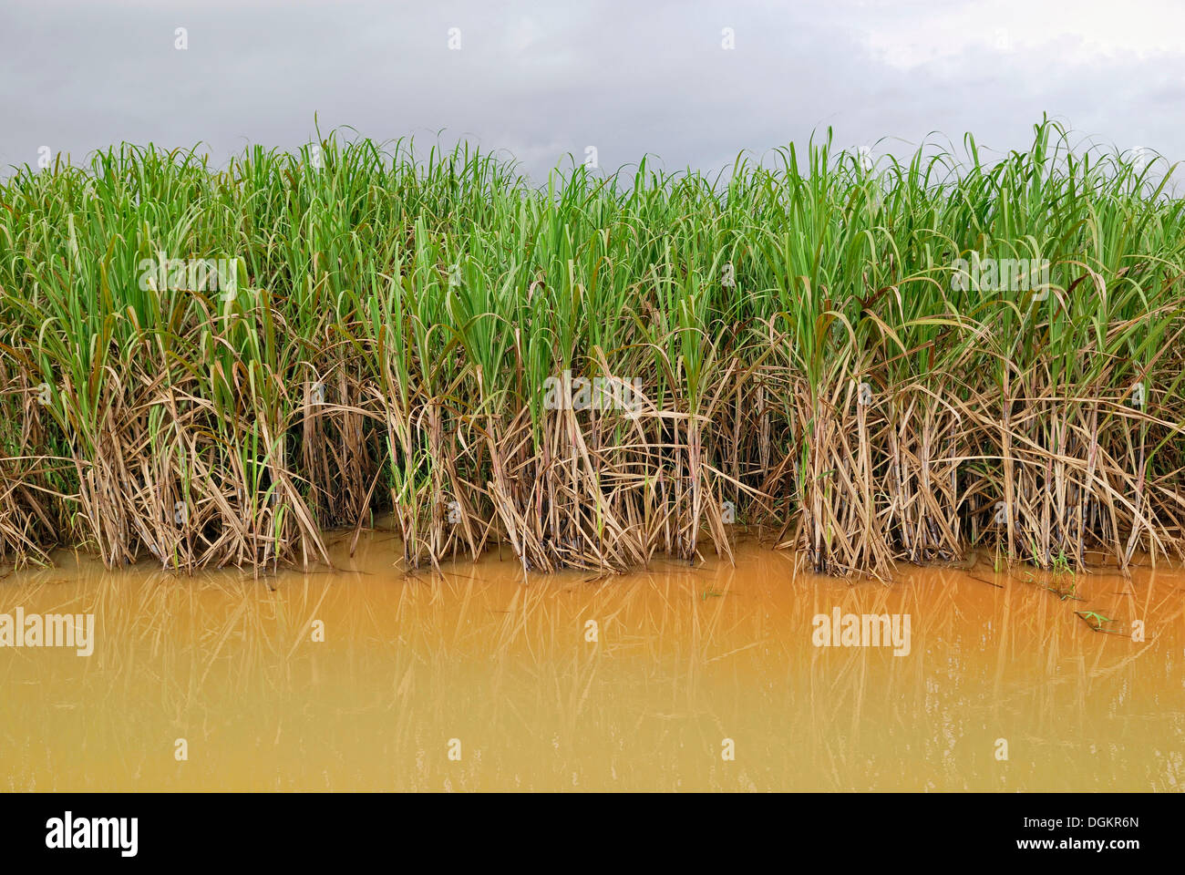 Sugarcane plantations hi-res stock photography and images - Alamy