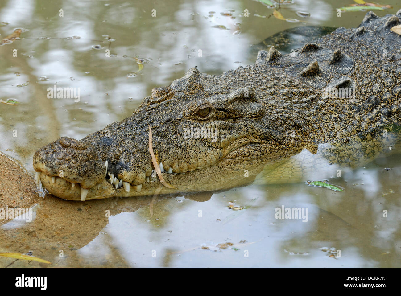 Indo Pacific Crocodile Are There Saltwater Crocodiles In Florida?