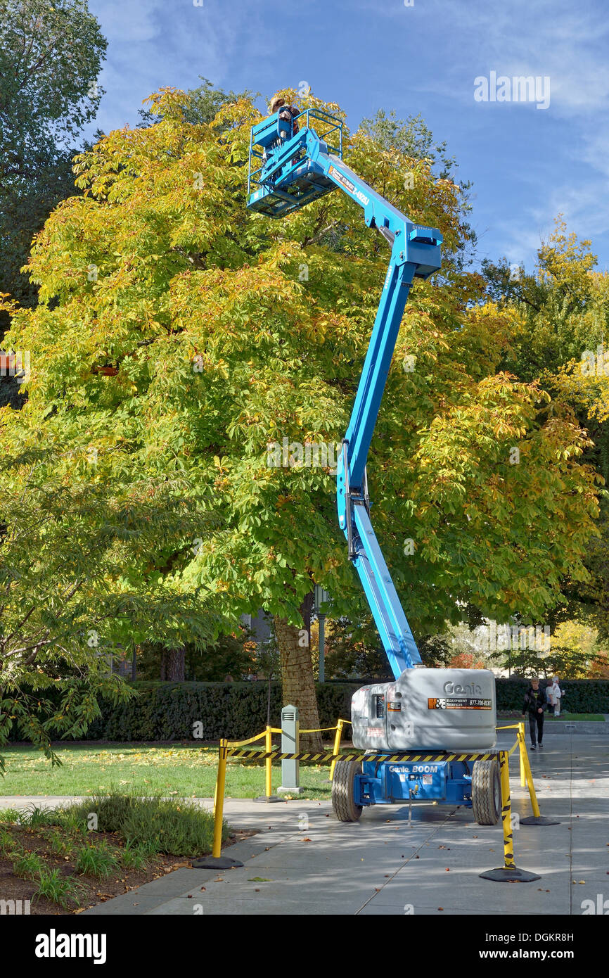 American chestnut tree hi-res stock photography and images - Alamy