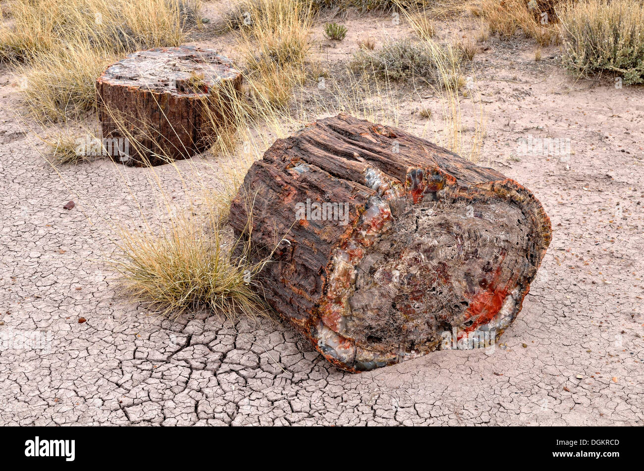 Fossilized tree trunks hi-res stock photography and images - Alamy