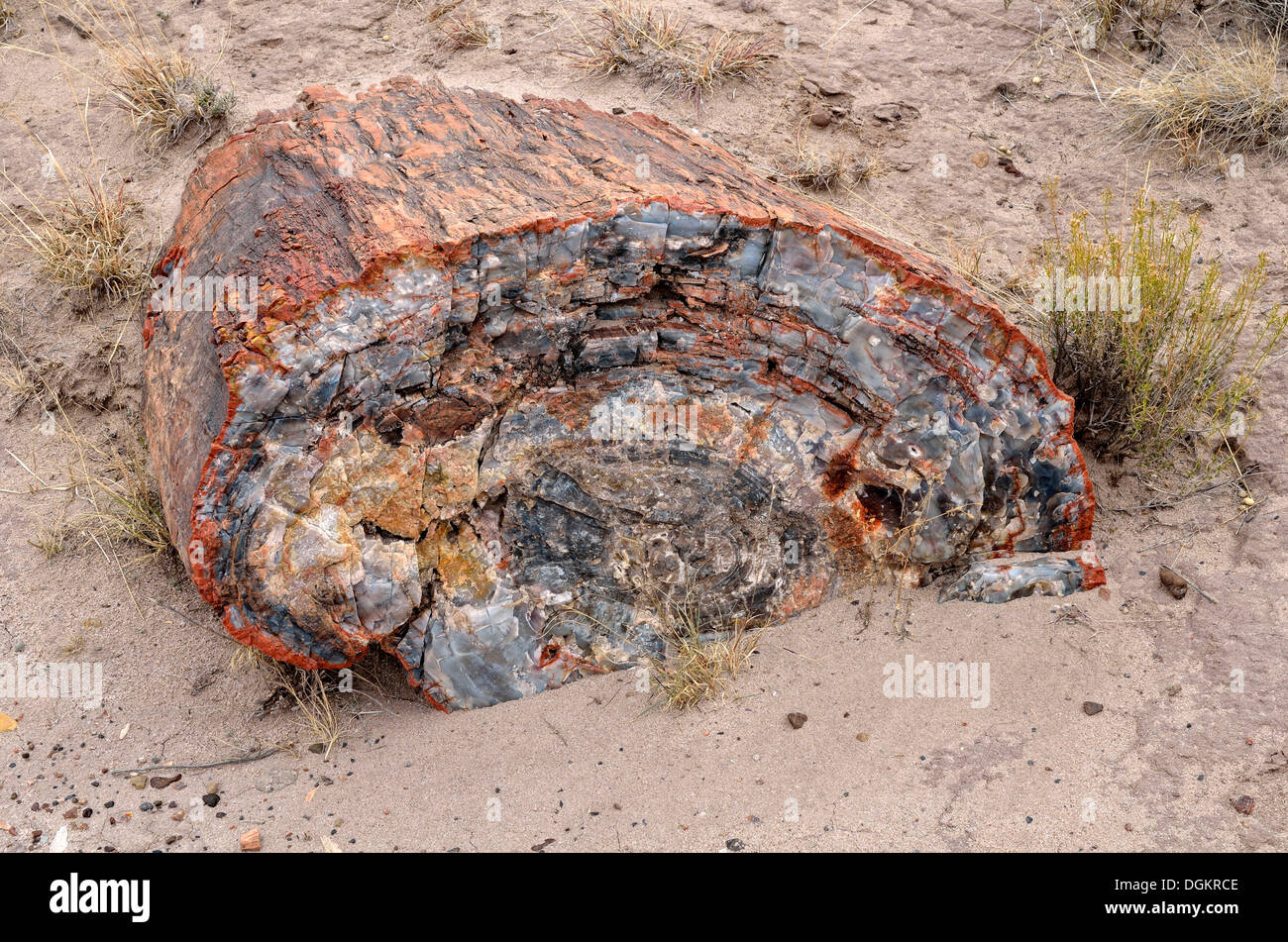 Fragment of a silicified tree trunk, Crystal Forest, Petrified Forest ...