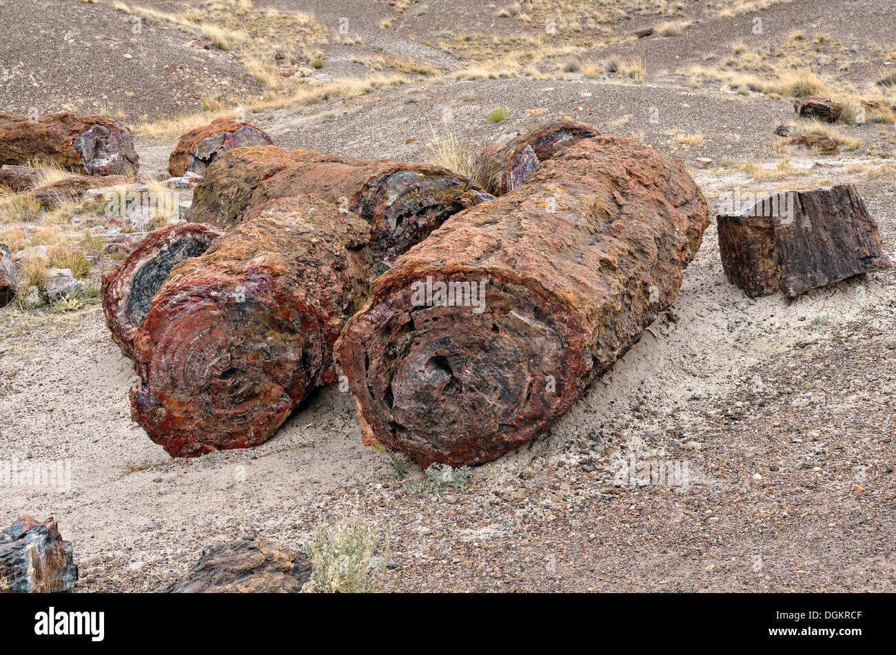 Fossilized tree trunks hi-res stock photography and images - Alamy